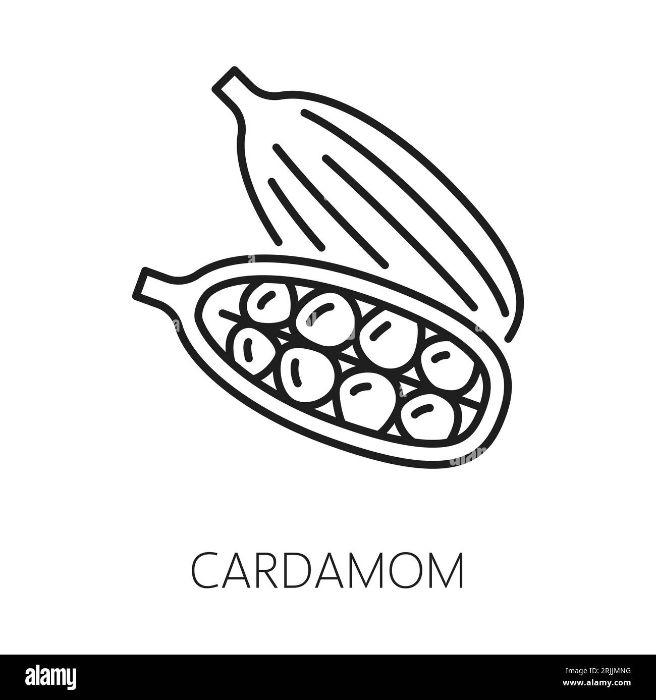 Cardamom pods and seeds isolated outline icon. Vector cardamum organic ...