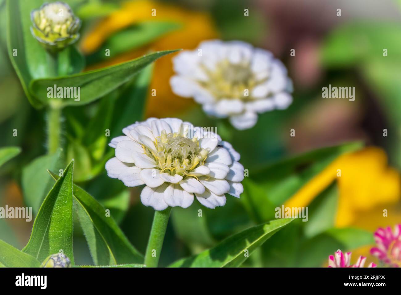 Colourful Feverfew Flowers, Tanacetum parthenium. Beautiful white and ...