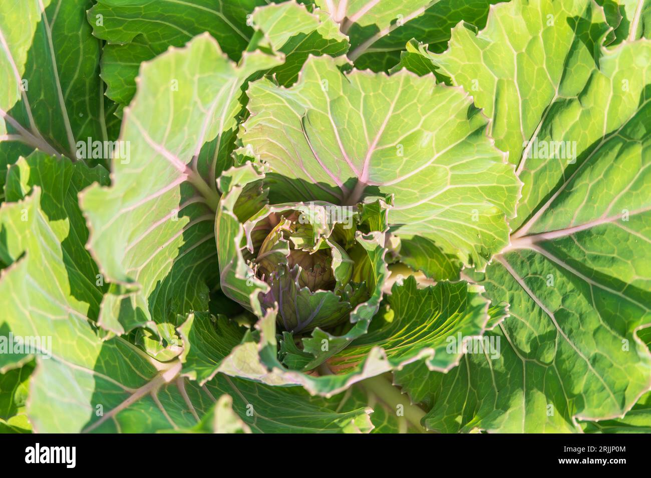 Close up of endless field with green leaves and purple veins of red ...