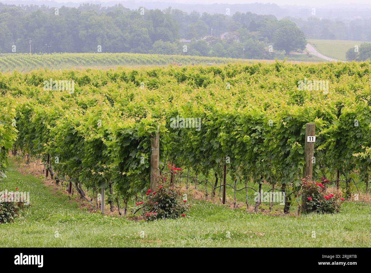 This captivating image captures a scenic view of the rolling vineyard ...