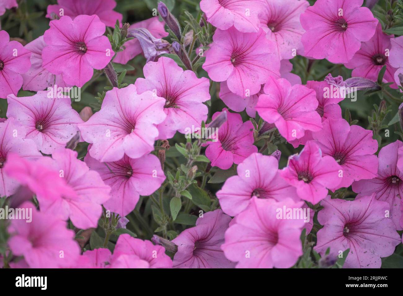 Closeup of neon pink petunia flowers with green leaves background Stock ...