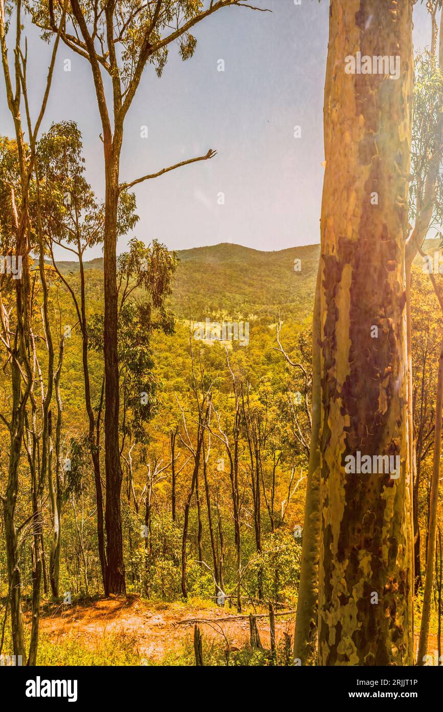 Australian native scenes hi-res stock photography and images - Alamy