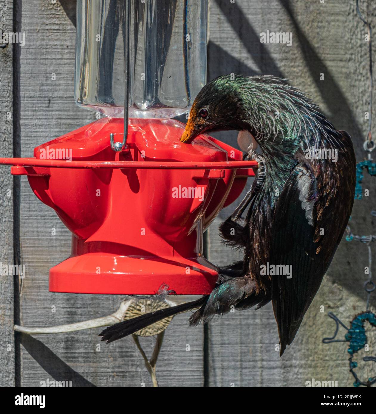 A common Starling eating from its red bird feeder Stock Photo - Alamy