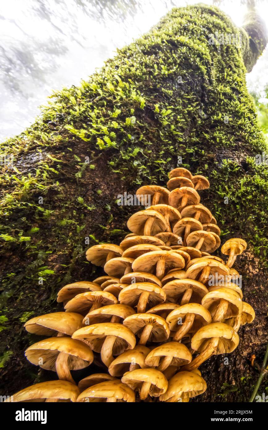 Unidentified wild mushrooms grow in the trunk of an old tree in the ...
