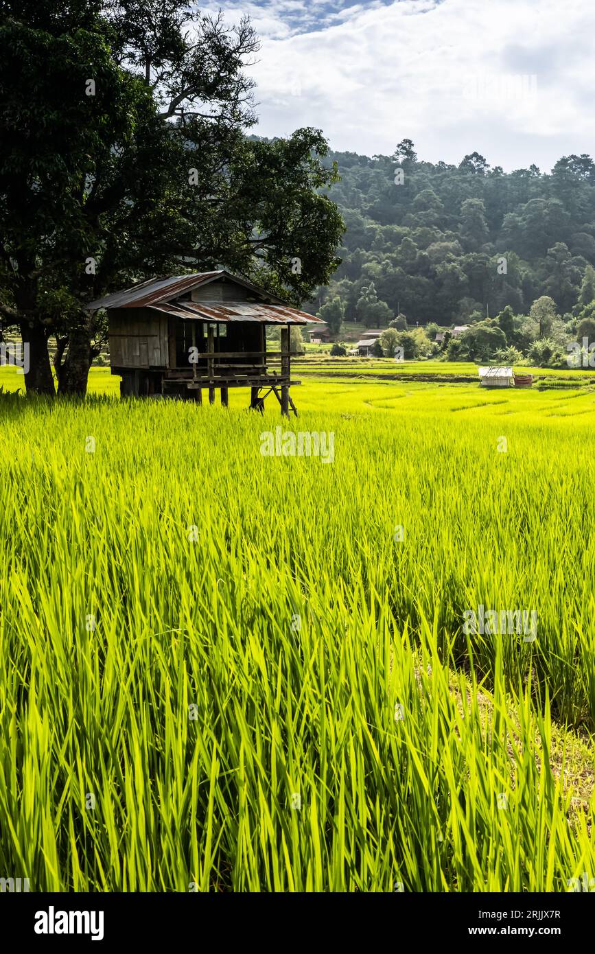 Traditional rural landscape with huts among green rice paddy fields ...