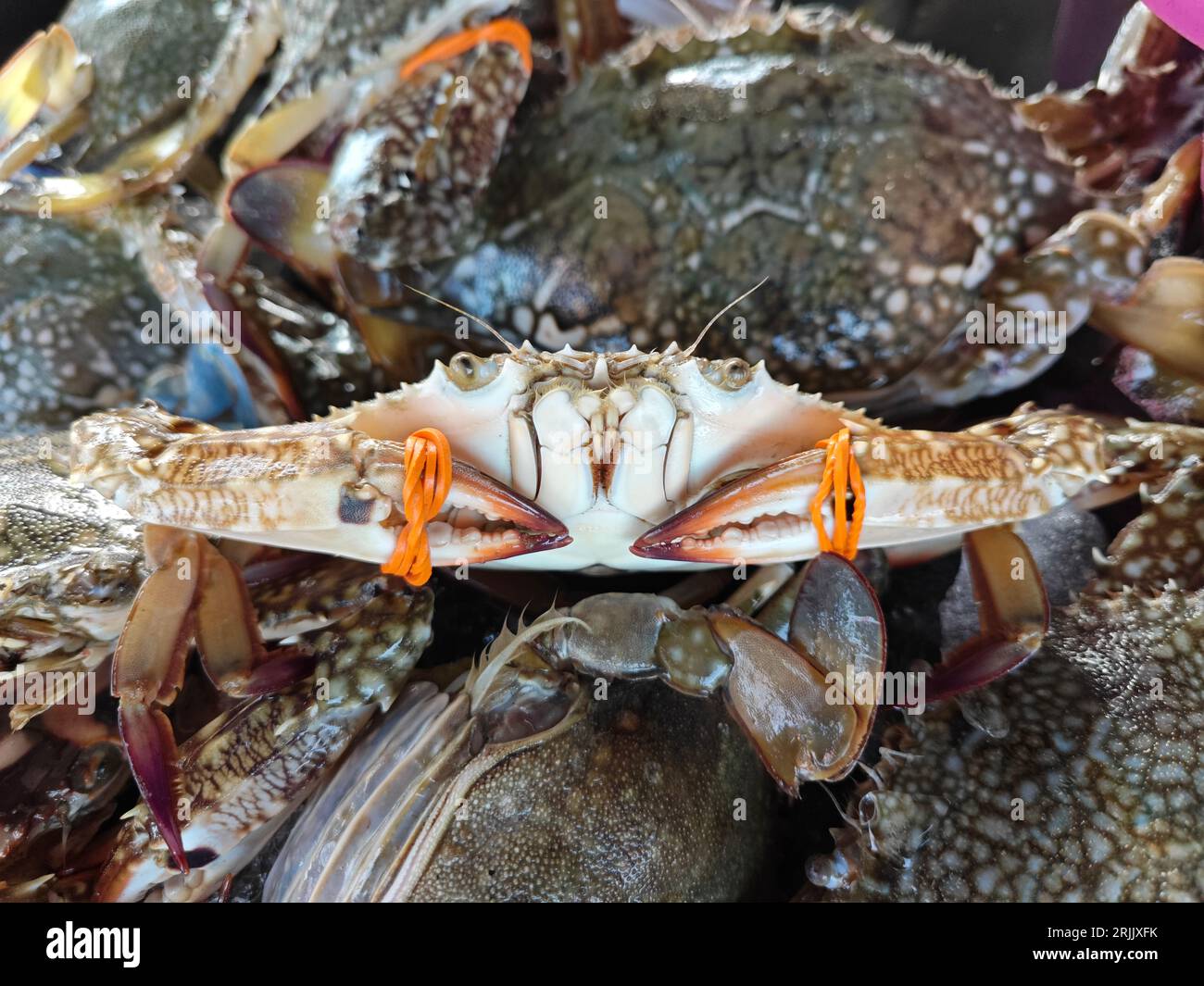 living flower crab with it claws tied Stock Photo - Alamy