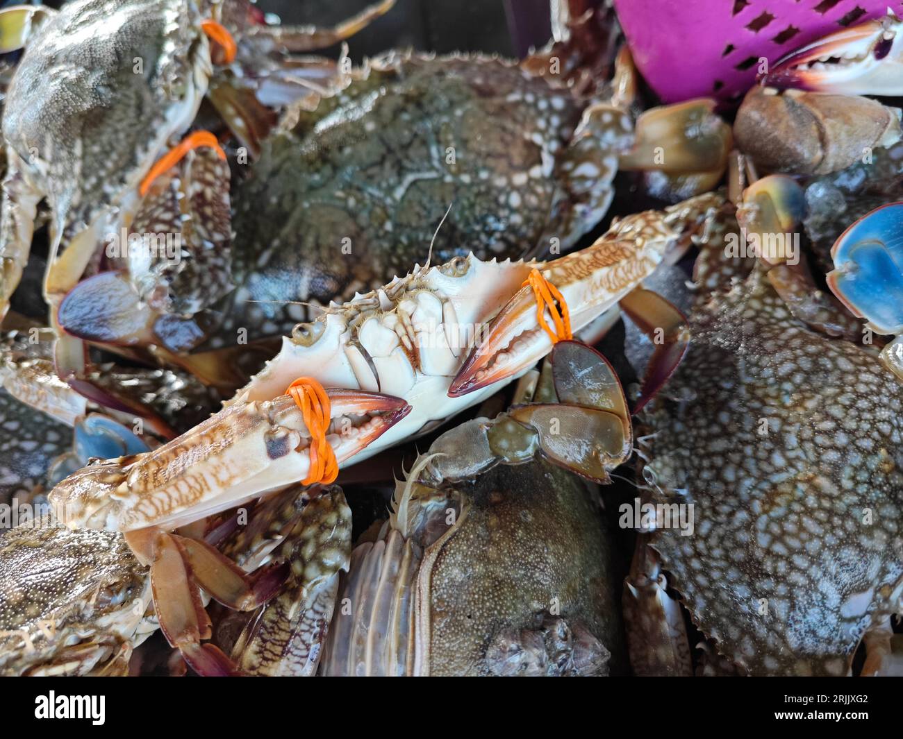 living flower crab with it claws tied Stock Photo - Alamy