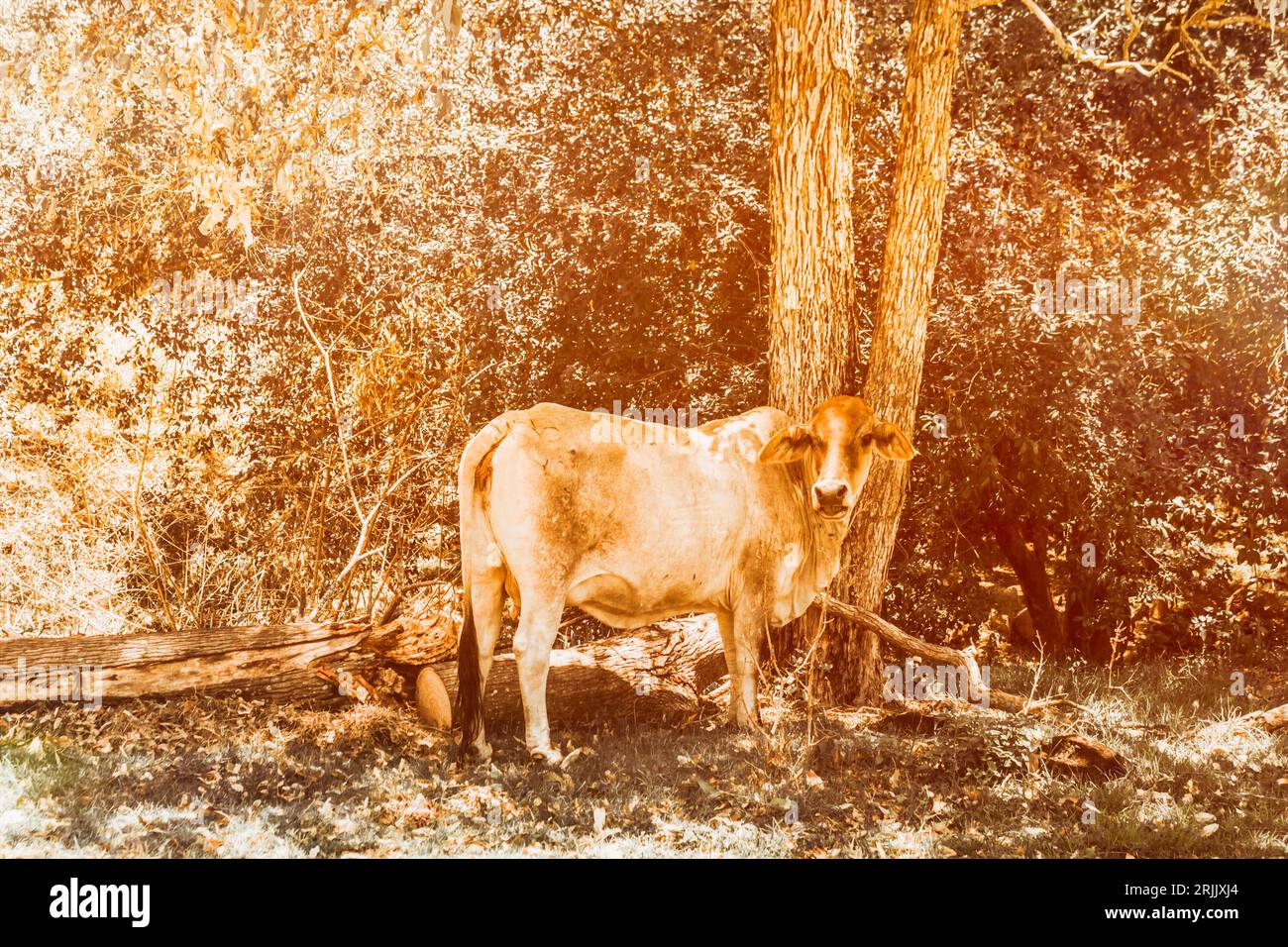 Australian outback sunflare hi-res stock photography and images - Alamy