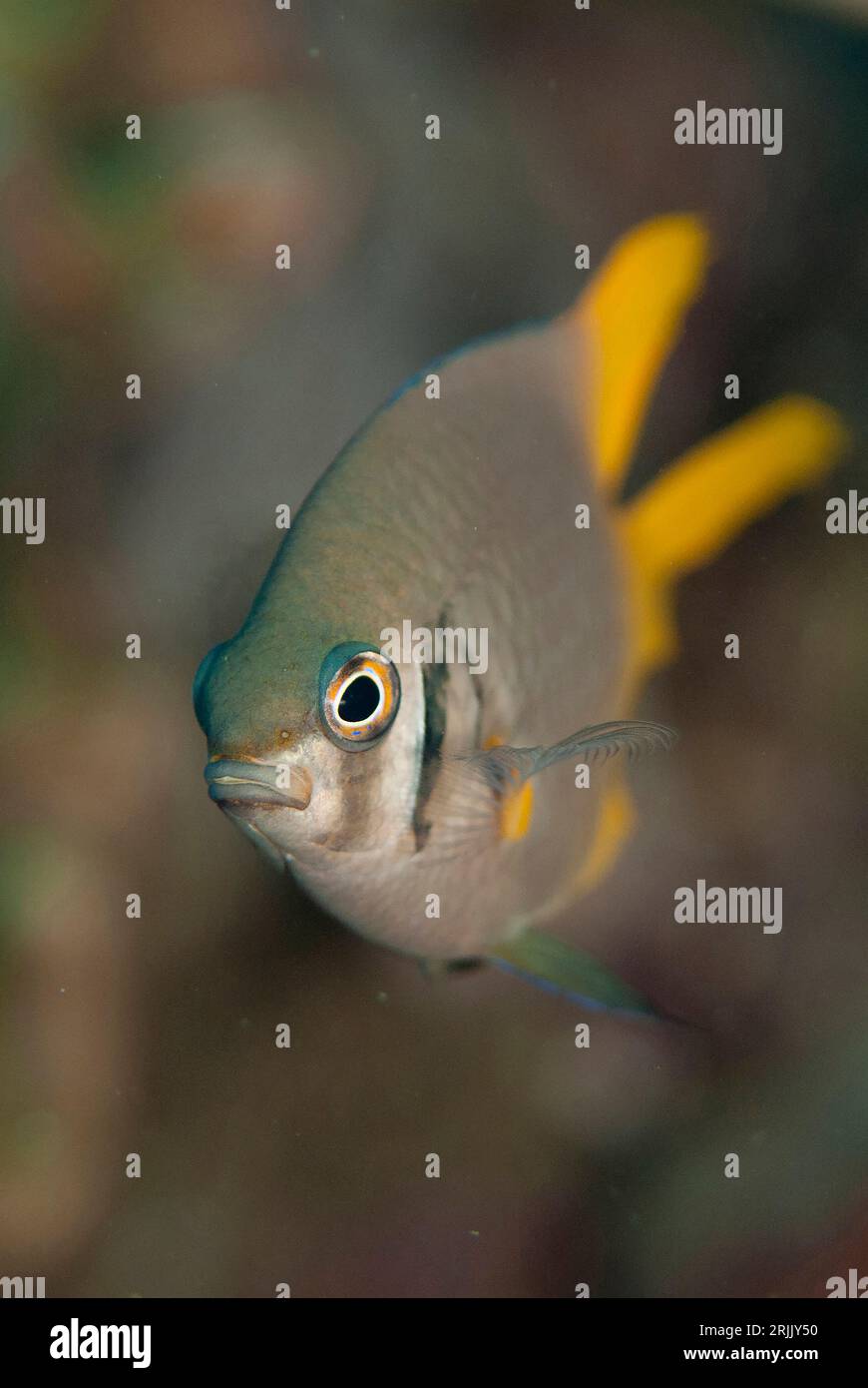 Yellowtail Damsel, Neoglyphidodon nigroris, Pulau Putus dive site ...