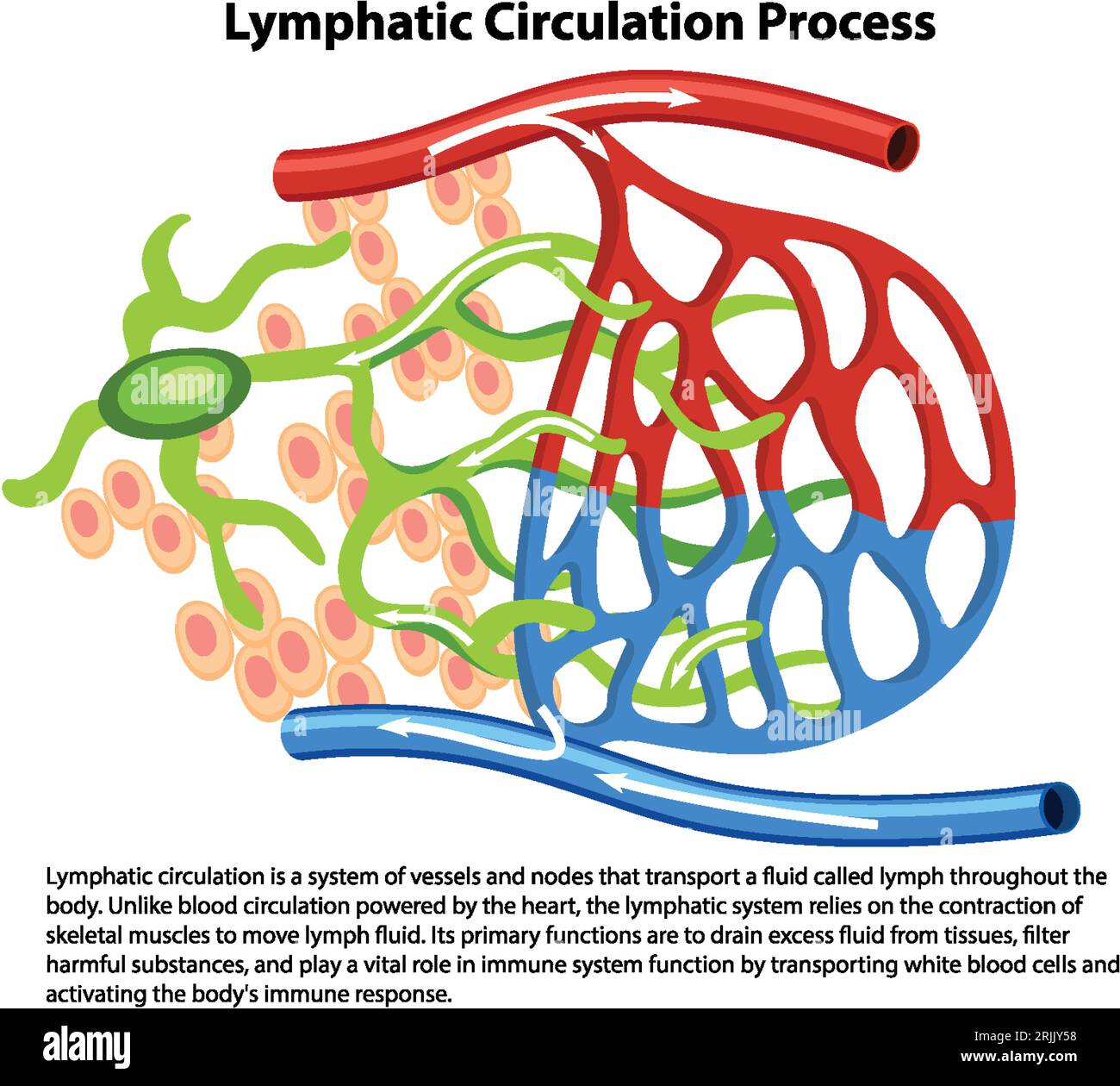 A vector cartoon illustration depicting the biology of lymphatic ...