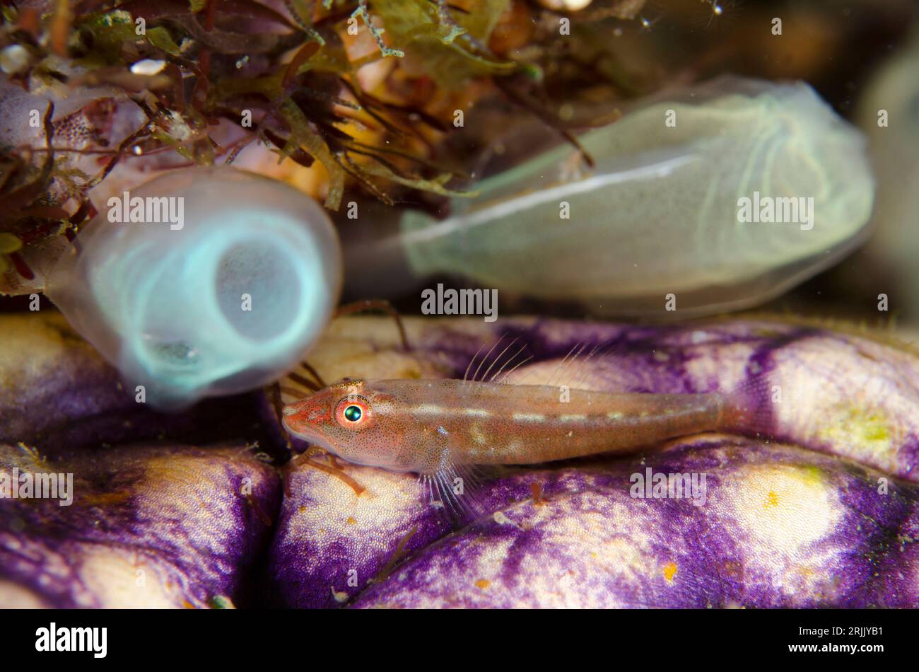 Common Ghost Goby, Pleurosicya mossambica, on Golden Sea Squirt ...