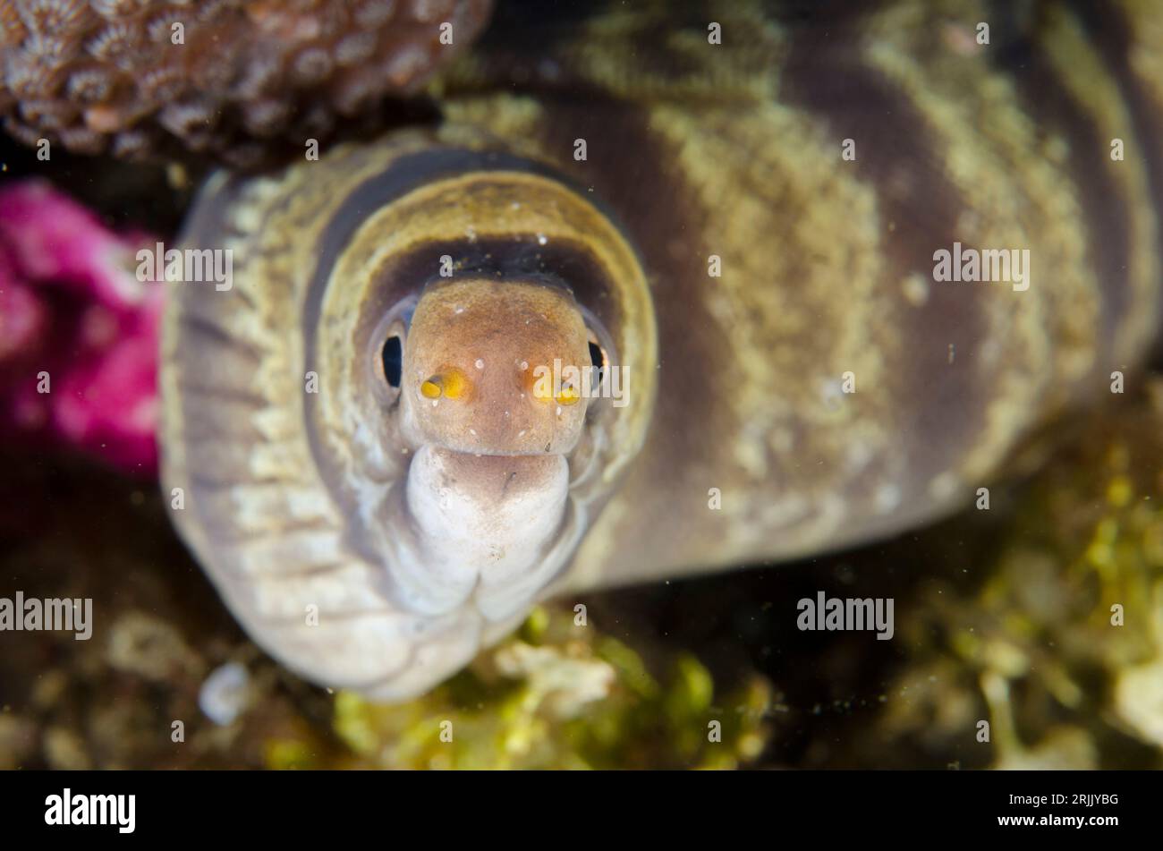 Echidna polyzona hi-res stock photography and images - Alamy