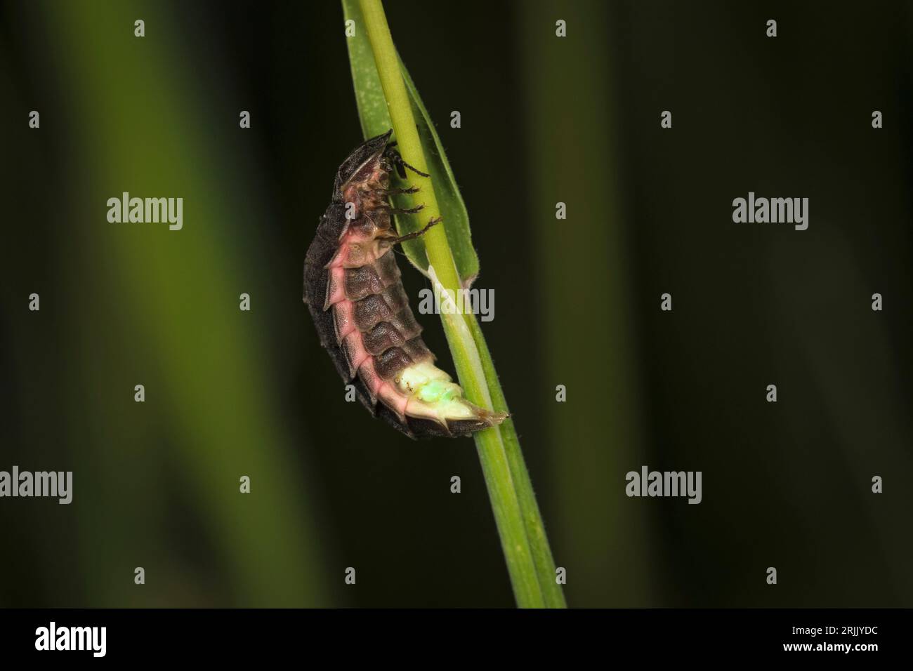 Female Glow-worm beetle (Lampyris noctiluca) emitting light ...