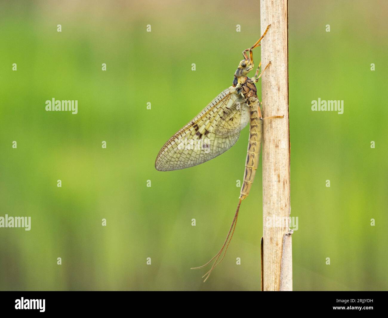 Ephemera hi-res stock photography and images - Alamy