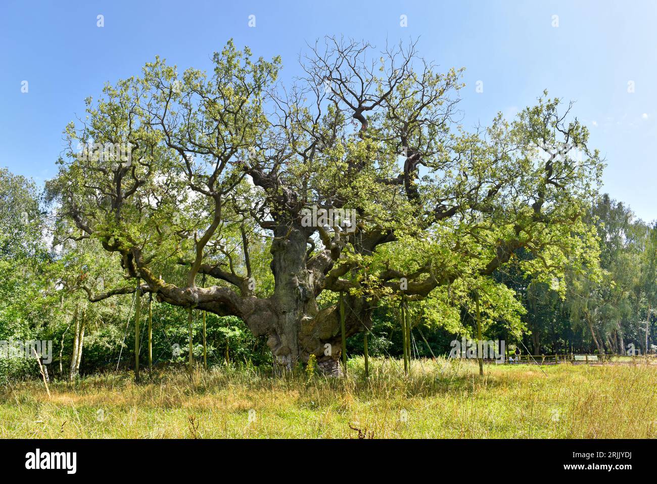 Sherwood forest major oak tree hi-res stock photography and images - Alamy