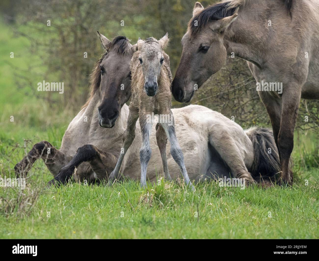 Newly born Konik Pony foal (Equus ferus caballus), Wicken ...