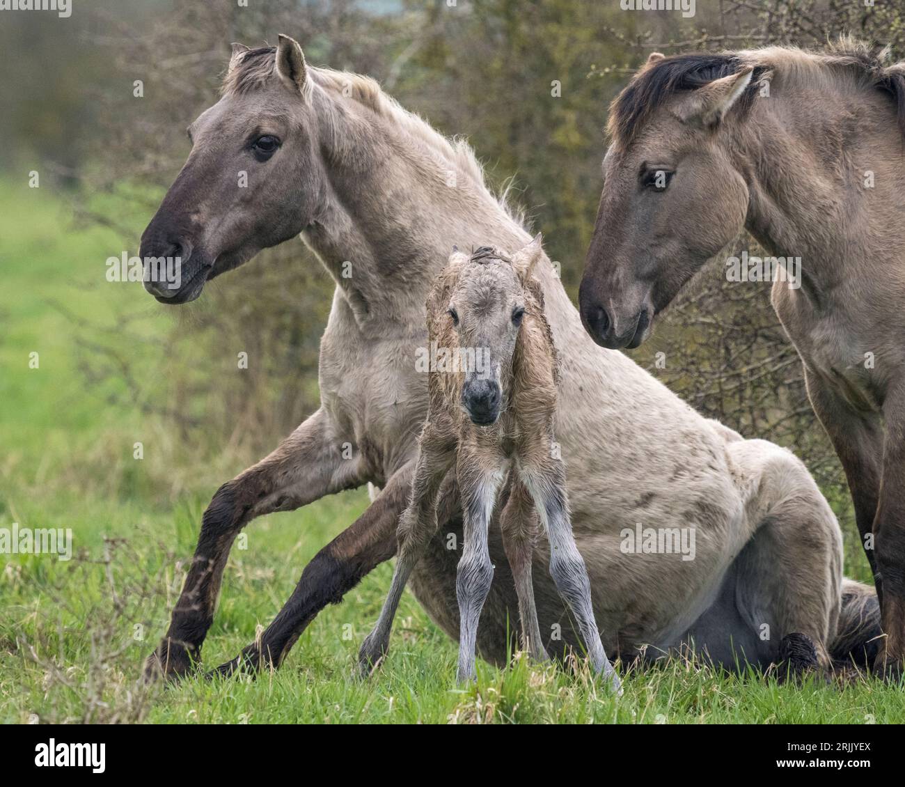 Newly born Konik Pony foal (Equus ferus caballus), Wicken ...