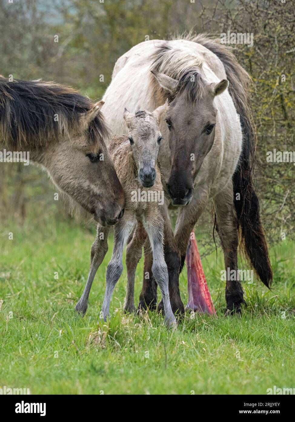 Newly born Konik Pony foal (Equus ferus caballus), Wicken ...