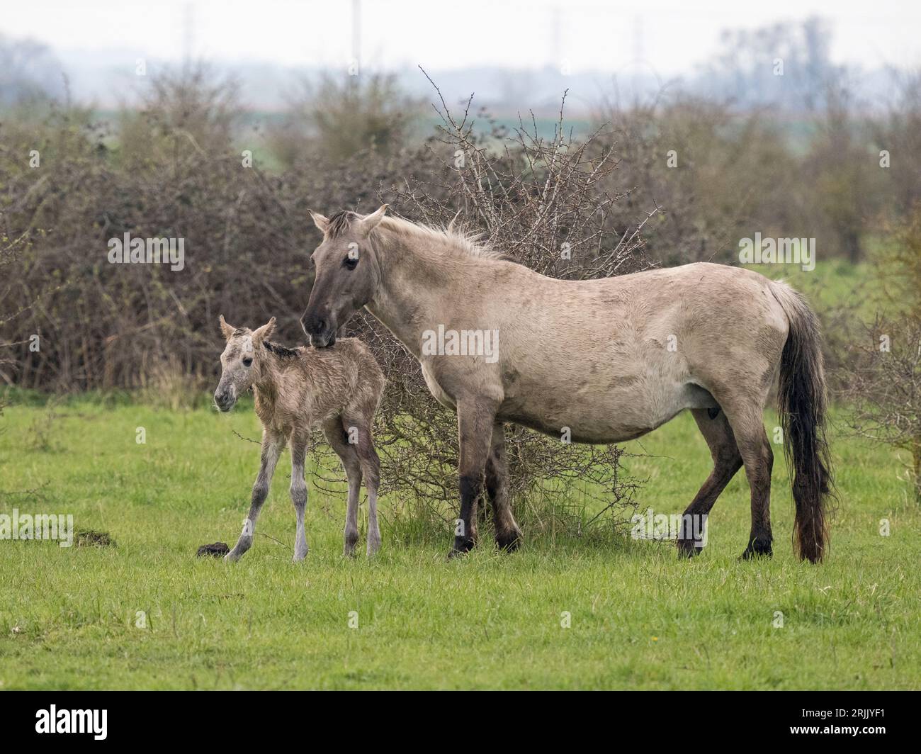 Newly born Konik Pony foal (Equus ferus caballus), Wicken ...