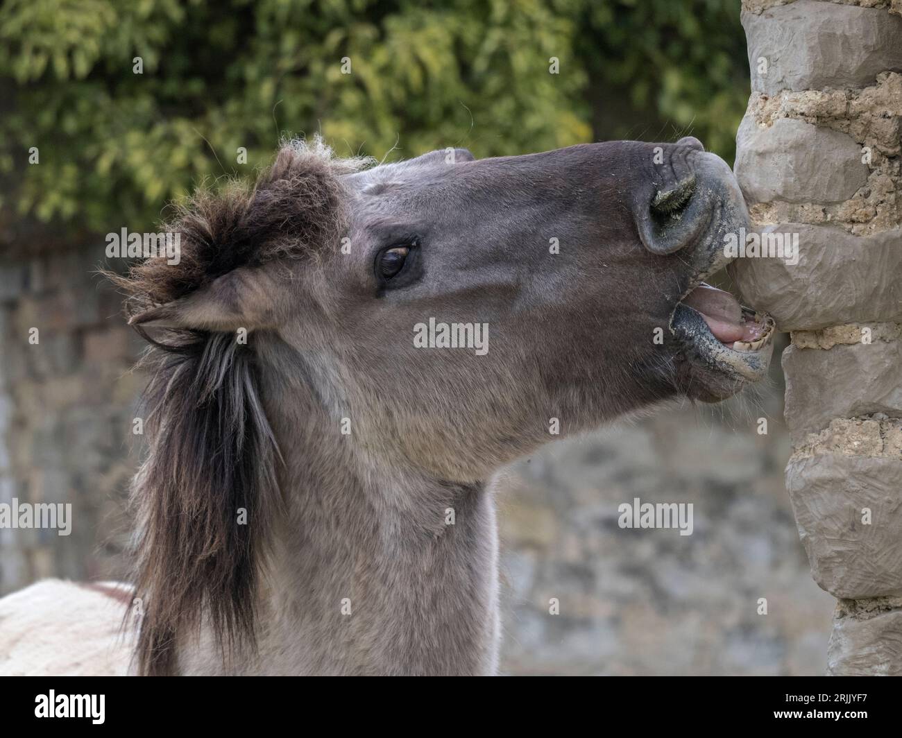 Konik pony (Equus ferus caballus) obtaining minerals from stone work ...