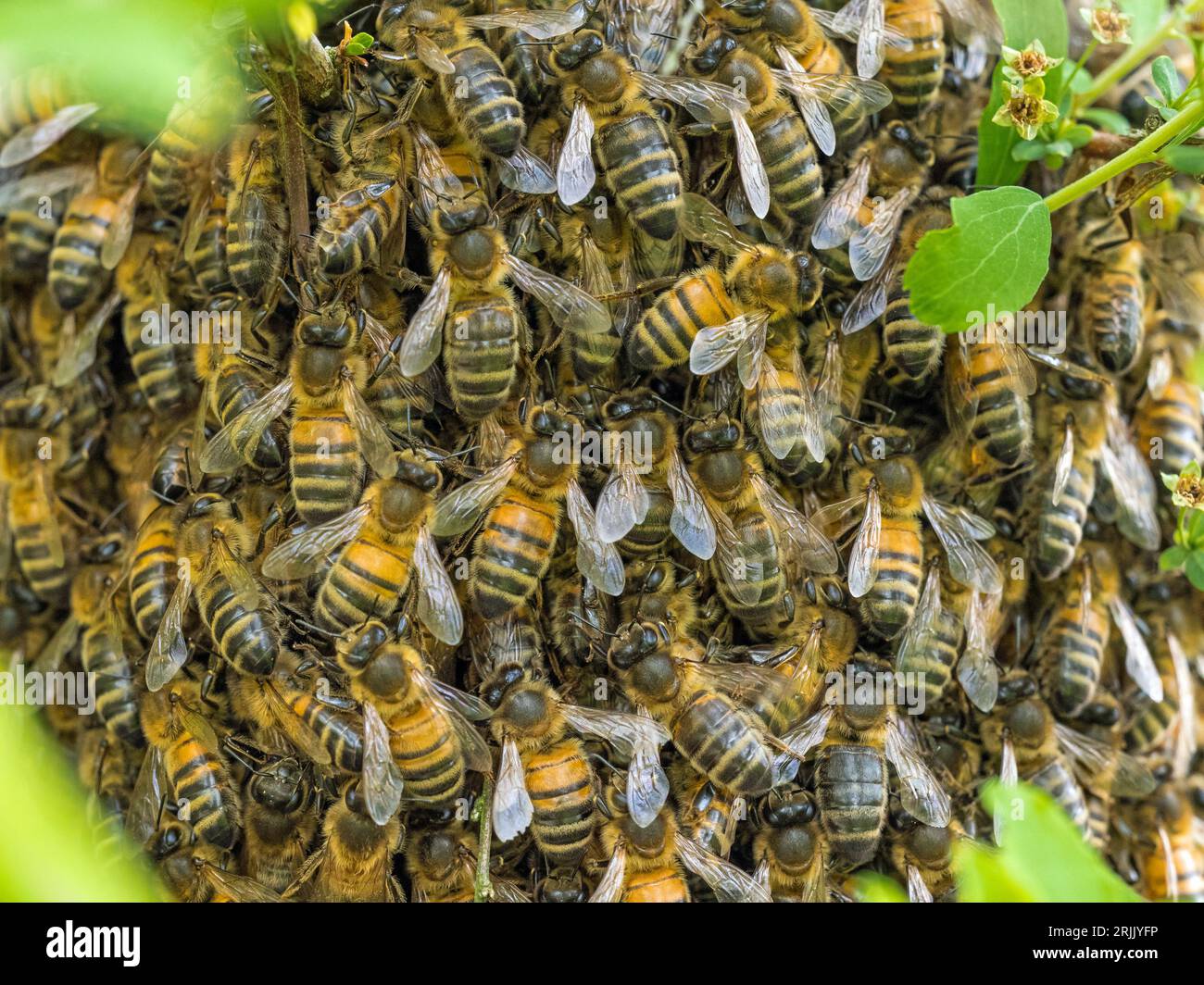 Honey Bee (Apis mellifera) swarm, Haddenham, Cambs Stock Photo - Alamy