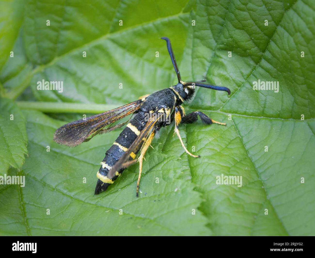 Paranthrene hi-res stock photography and images - Alamy