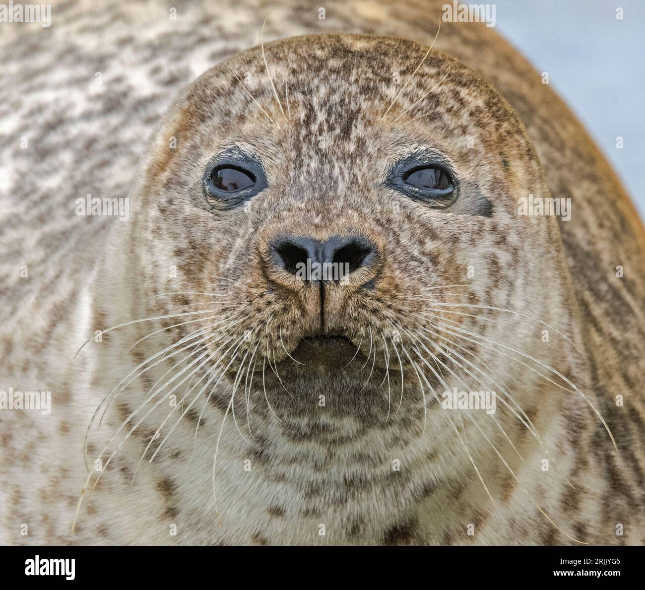 Inland seal hi-res stock photography and images - Alamy