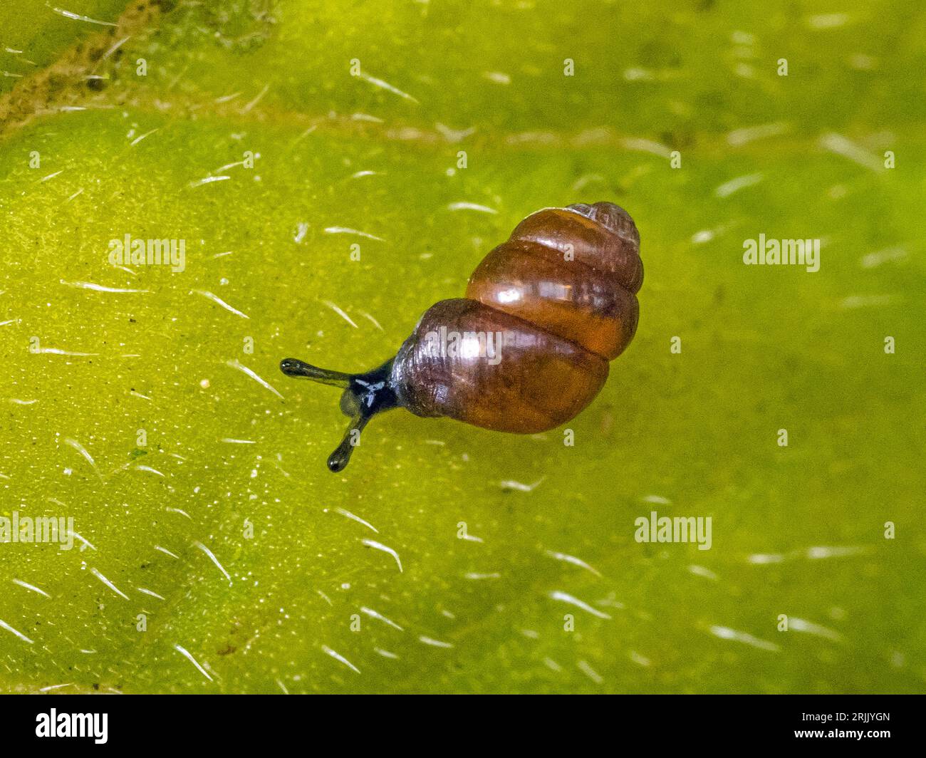 Vertigo moulinsiana hi-res stock photography and images - Alamy