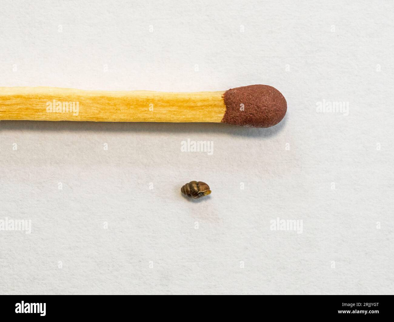 Desmoulin's whorl snail (Vertigo moulinsiana) and match for size ...
