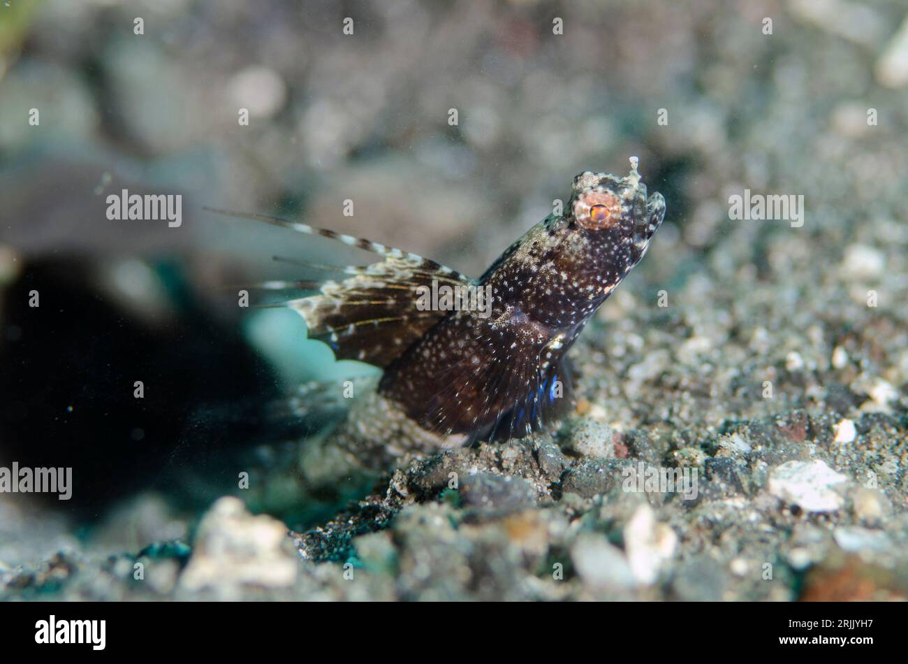 Scaleless Shrimpgoby, Tomiyamichthys nudus, with extended fin, Kareko ...