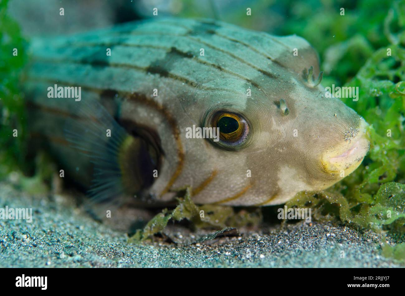 Striped Puffer, Arothron manilensis, on sand, Kareko Point dive site ...