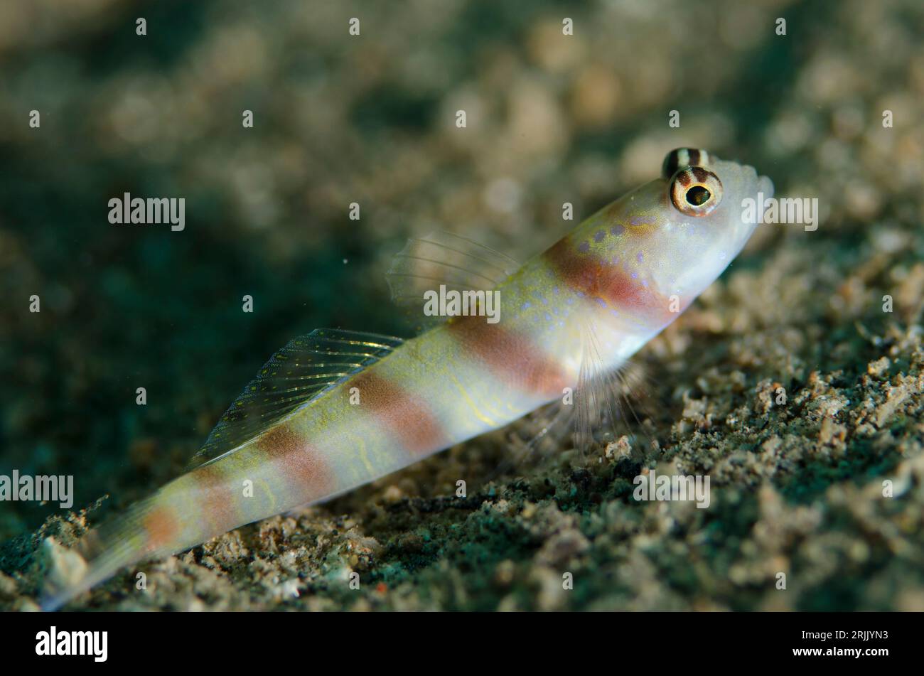Steinitz' Shrimpgoby, Amblyeleotris steinitzi, standing guard by hole ...