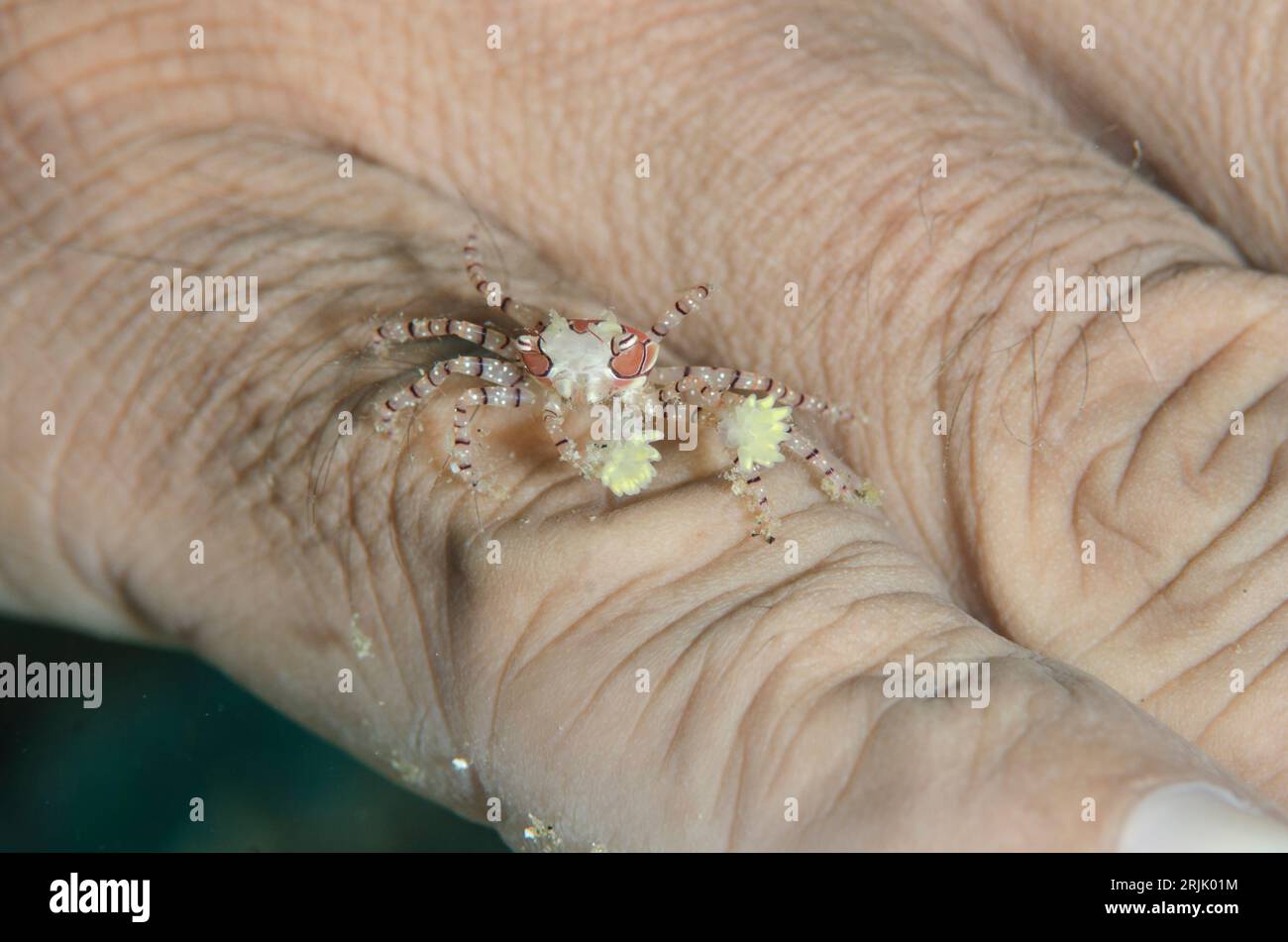 Pom-pom Crab, Lybia tesselata, holding Anemones, Triactis producta, in ...