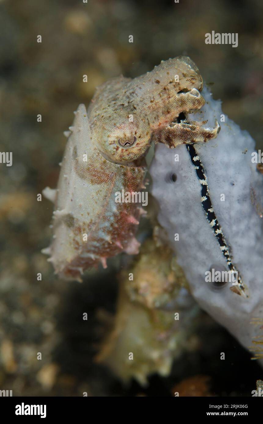 Cuttlefish camouflage with predator hi-res stock photography and images ...