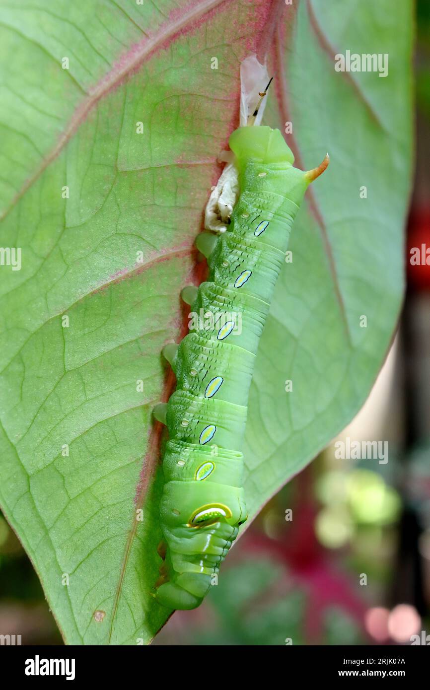 A green hawk moth caterpillar perched on a leaf Stock Photo - Alamy