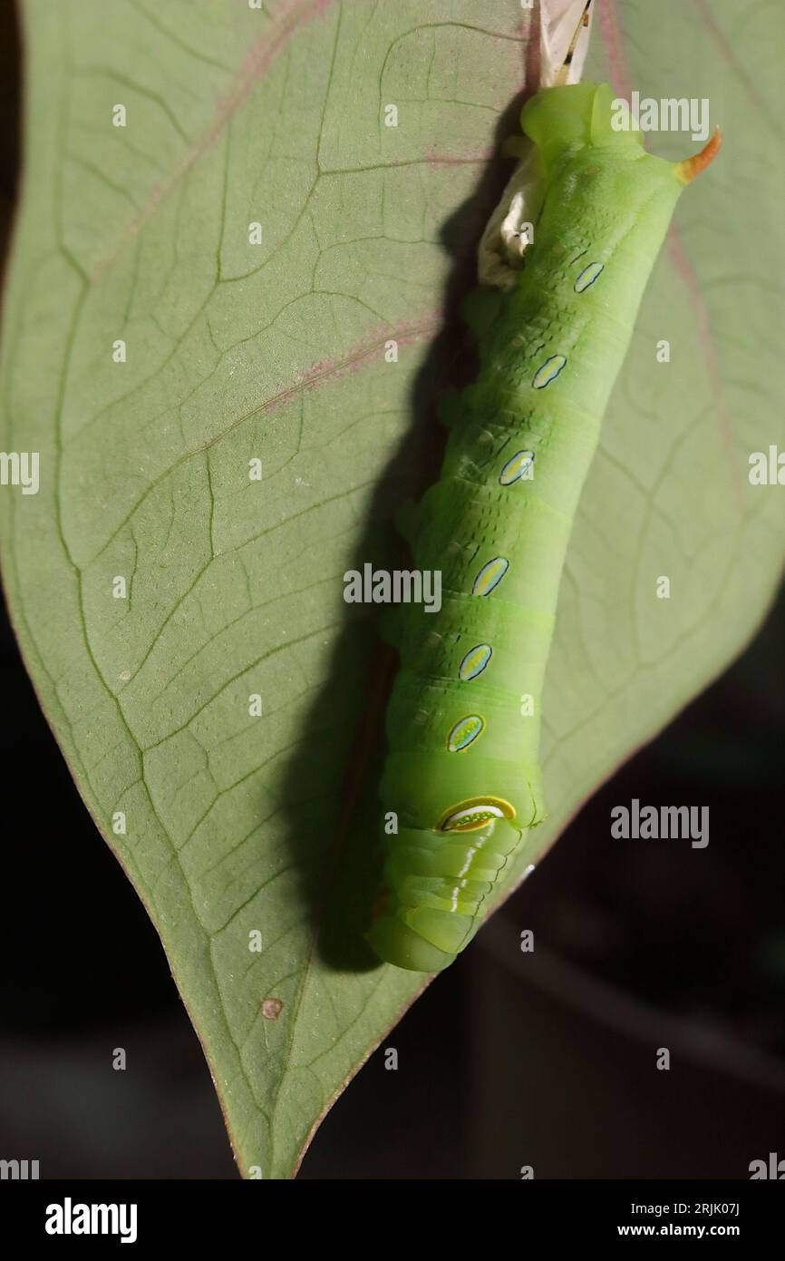 A green hawk moth caterpillar perched on a leaf Stock Photo - Alamy