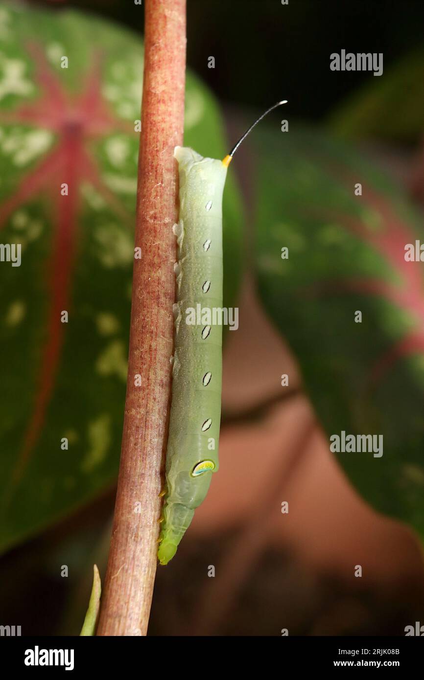 A green hawk moth caterpillar perched on a branch Stock Photo - Alamy