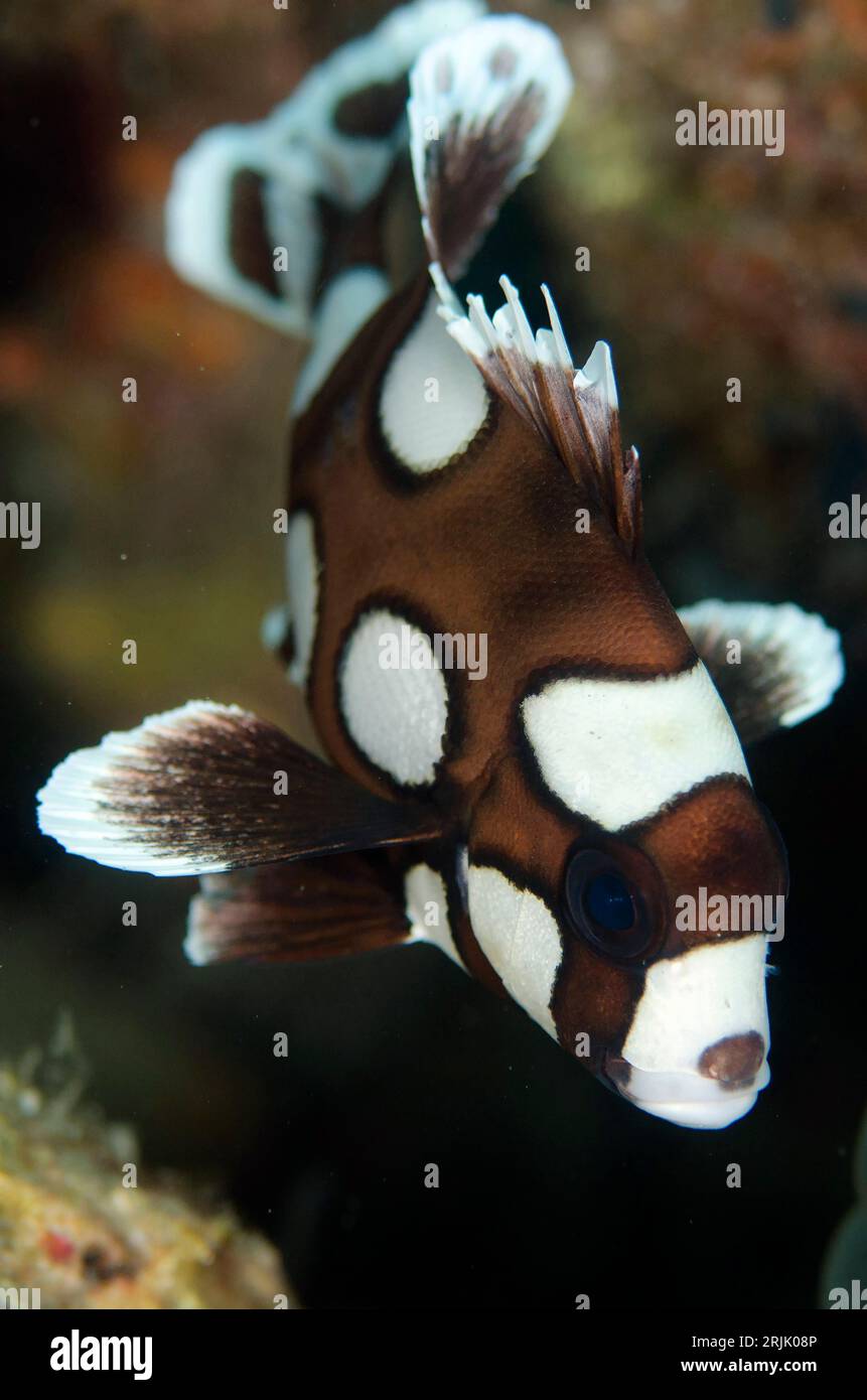 Juvenile Many-spotted Sweetlips, Plectorhinchus chaetodonoide, Hei Nus ...