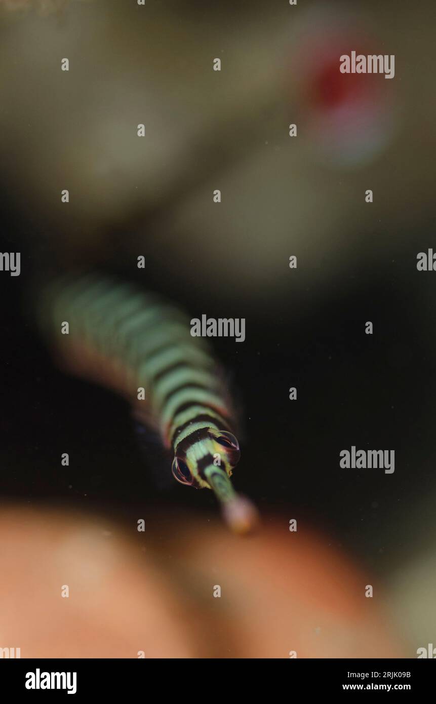 Ringed Pipefish, Doryrhamphus dactyliophoris, Hei Nus dive site, Lembeh ...