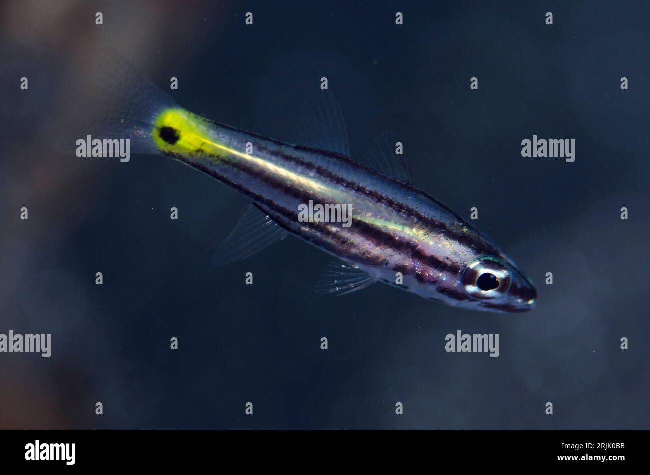 Juvenile Fivelined Cardinalfish, Cheilodipterus quinquelineatus, Hei ...