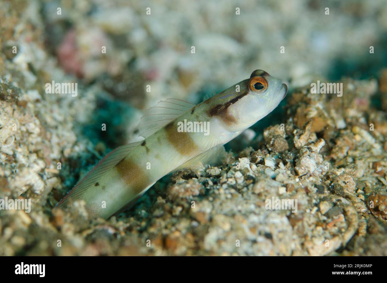 Masked Shrimpgoby, Amblyeleotris gymnocephala, at hole entrance ...