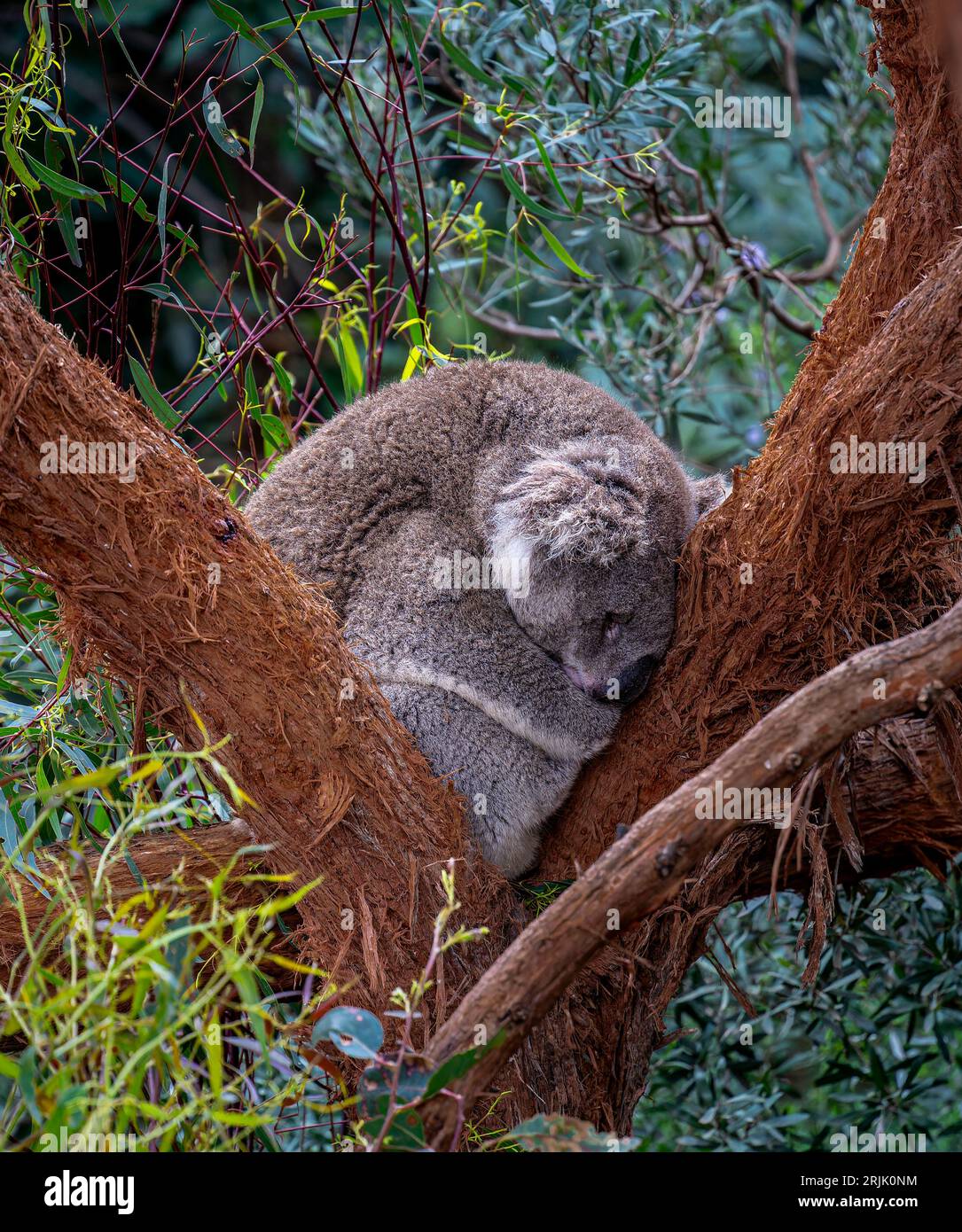 Lone pine park australia hi-res stock photography and images - Alamy