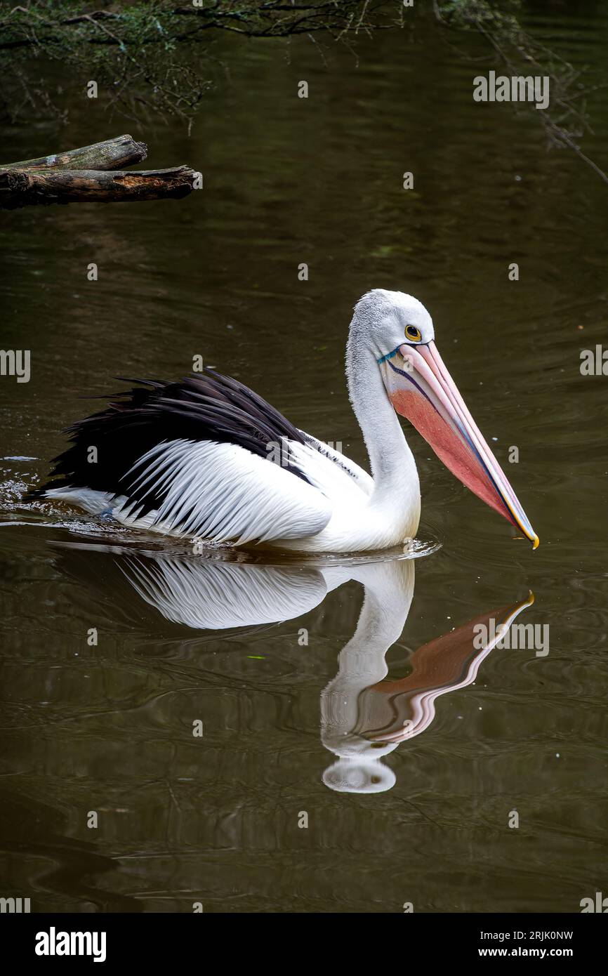 12 piglets hi-res stock photography and images - Alamy