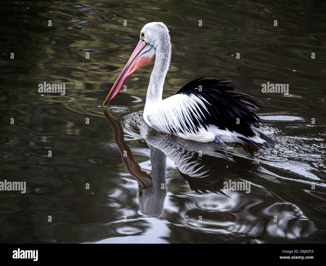 Australian forest mammals hi-res stock photography and images - Alamy