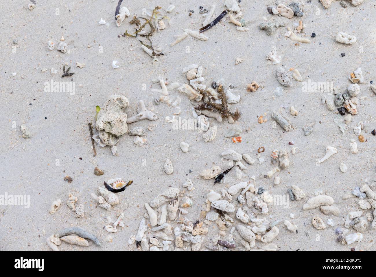 Wet white sand with coral and shells fragments, natural background ...