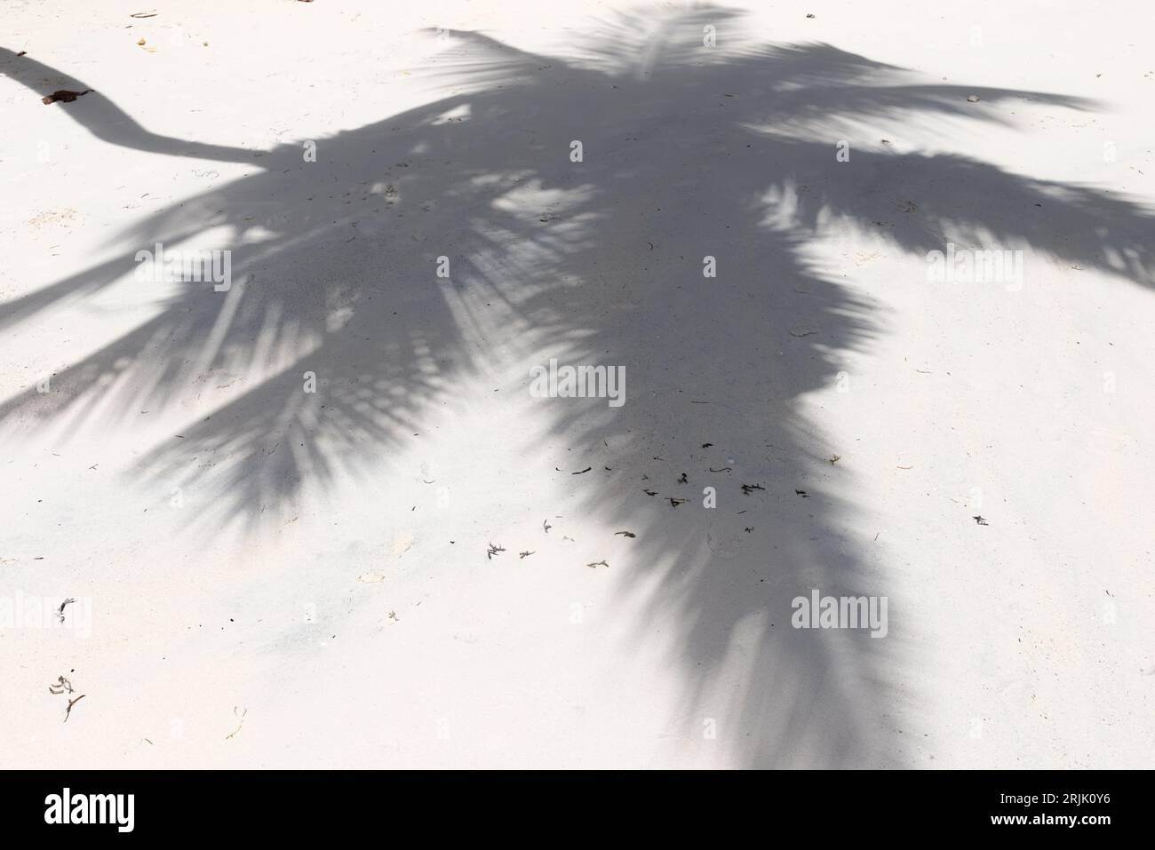 Shadow of a coconut palm tree is on white sand. Abstract natural ...