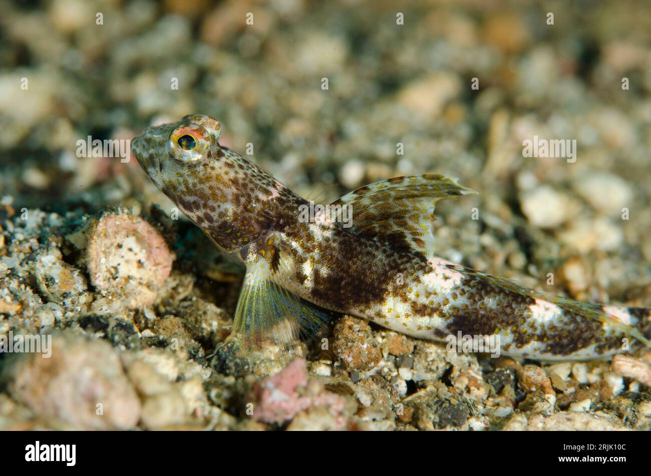 Monster Shrimpgoby, Tomiyamichthys oni, standing guard at hole entrance ...