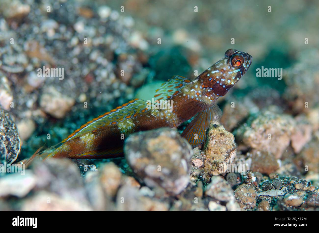 Wide-barred Goby, Amblyeleotris latifasciata, with fin extended on ...
