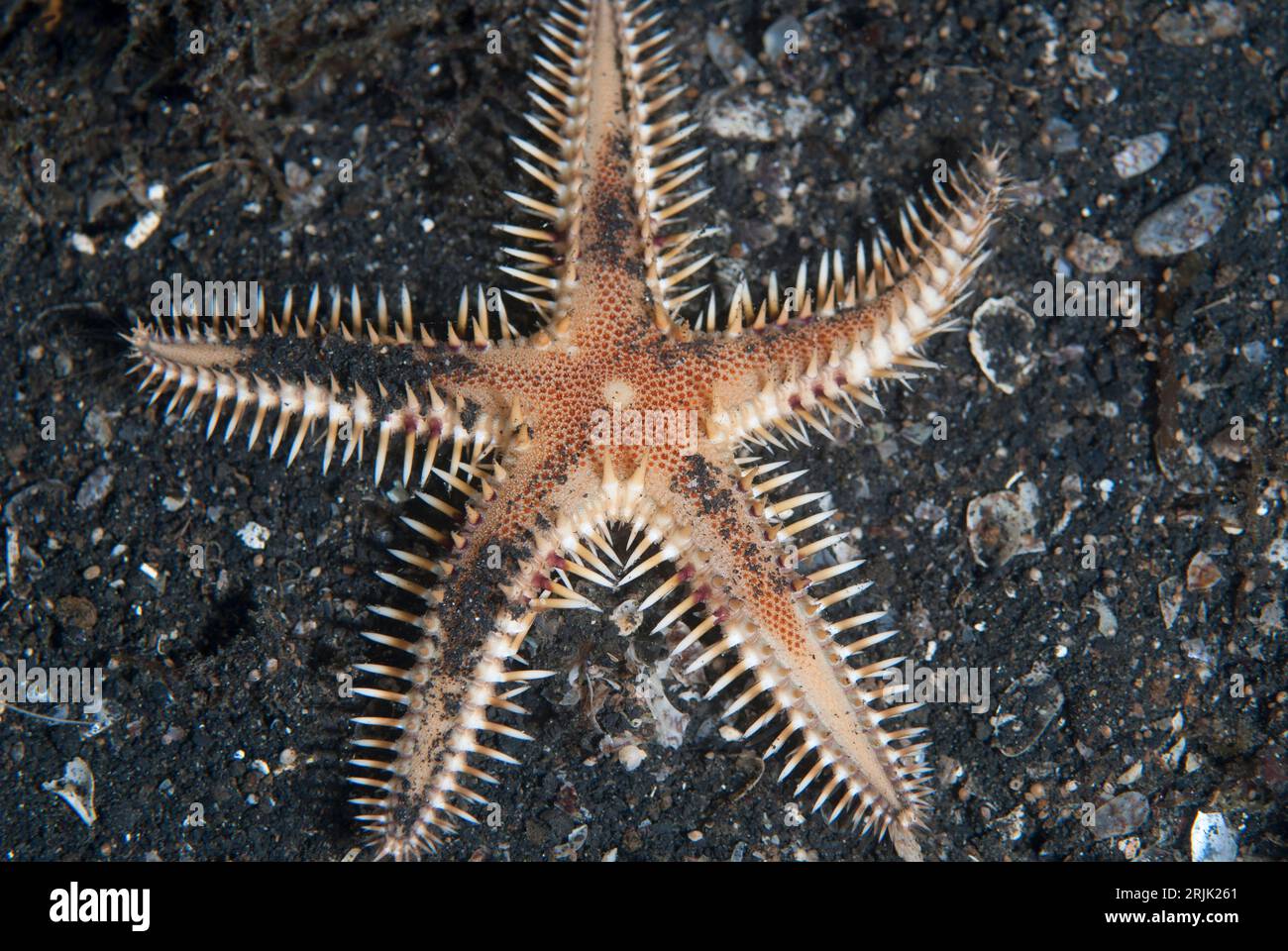 Sand Sifting Sea Star, Astropecten polyacanthus, on black sand, Night ...
