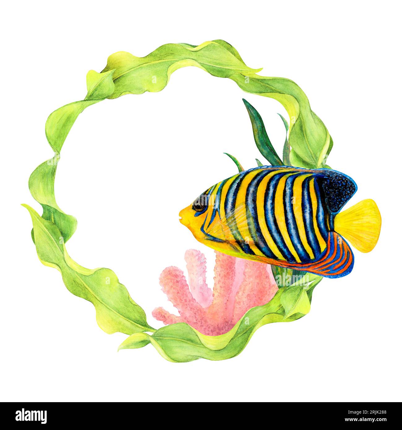 Watercolor drawing circle frame from curved ribbon algae, coral and ...